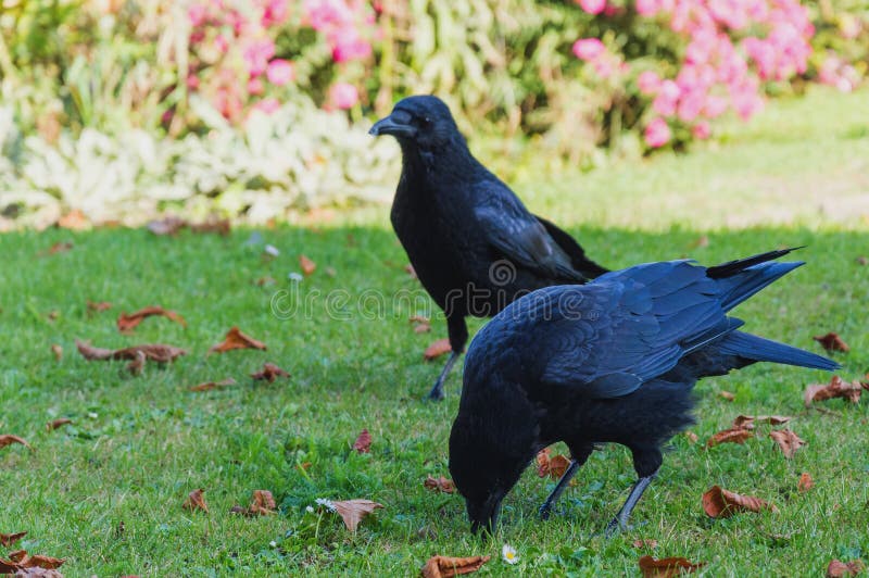 Two Common Ravens (Corvus Corax) Stock Photo - Image of avian, beak ...