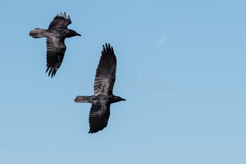 Two Common Ravens Flying in a Blue Sky Stock Photo - Image of wild ...