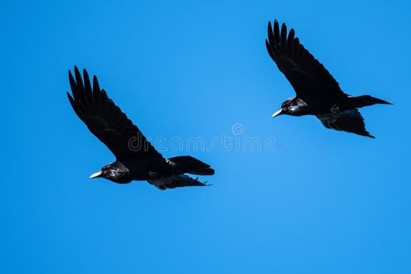 Two Common Ravens Flying in a Blue Sky Stock Image - Image of wildlife ...