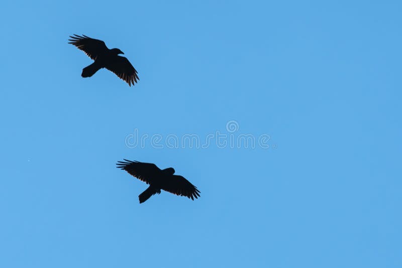 Two Common Ravens Flying in a Blue Sky Stock Image - Image of wildlife ...