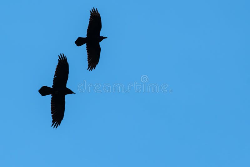 Two Black Ravens Flying Blue Sky Stock Photos - Free & Royalty-Free ...