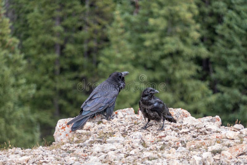 Two Common Ravens Standing on Rocky Ground with Trees on a Blurry ...