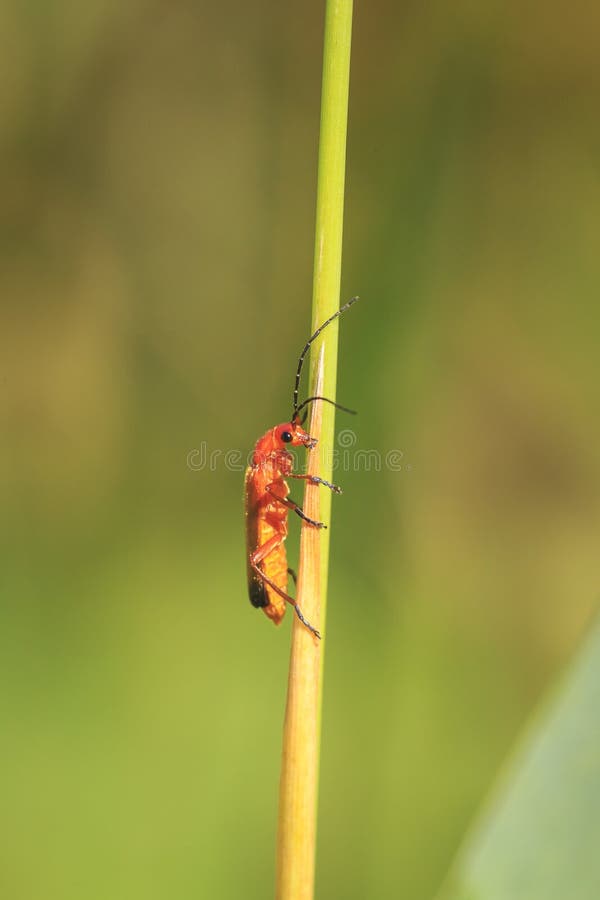 Red Soldier Beetles Cantharis Rufa Mating Stock Photo - Image of ...
