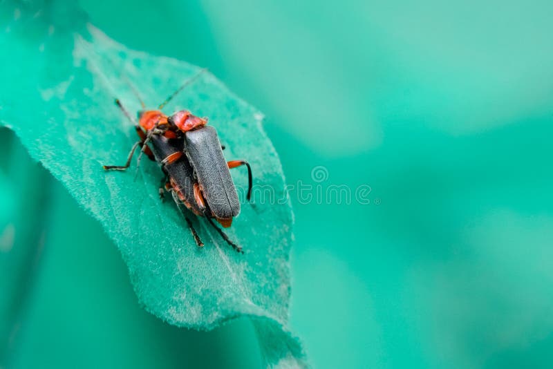 Two Common Red Soldier Bug with Black Dots Beetles Mating on a Leaf ...