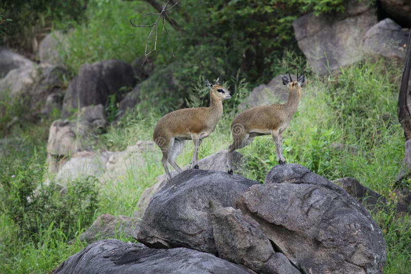 Two Common Reedbuck stock photo. Image of wild, south - 29625200