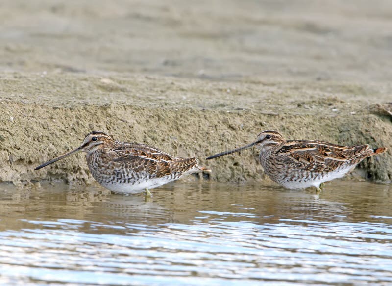 Two Common Snipe Hide for Me Stock Image - Image of animals, gallinago ...