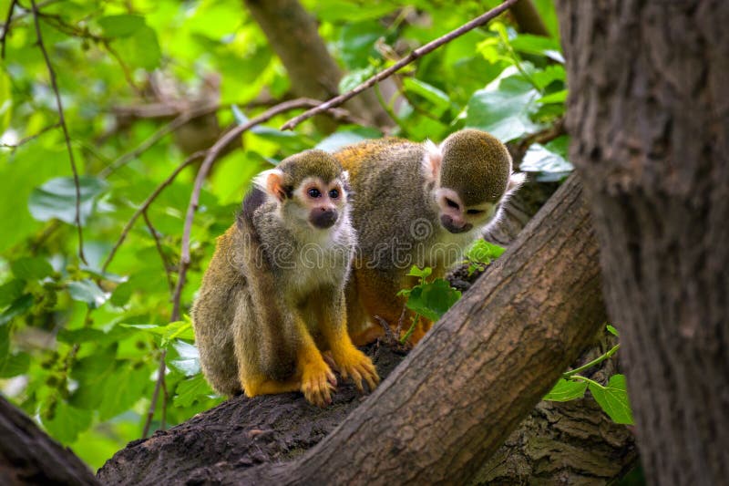 Two Common Squirrel Monkeys on Tree Branch Stock Image - Image of ...