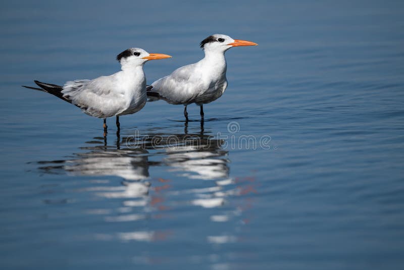 Two Common Tern Birds Standing in Water with Their Reflection Stock ...
