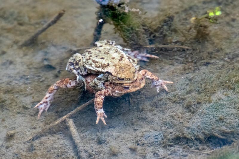 Two Common Toad Bufo Bufo, in the Water C Stock Image - Image of toad ...