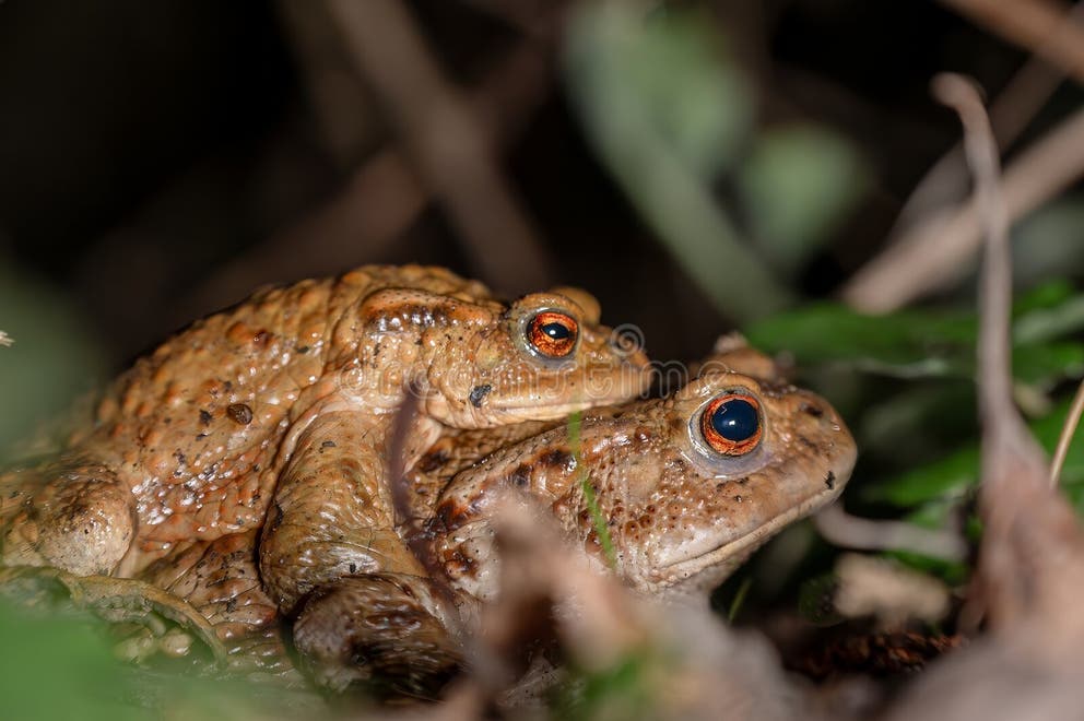 Two Common Toads in the Forest Outdoors at Night. Bufo Bufo in ...