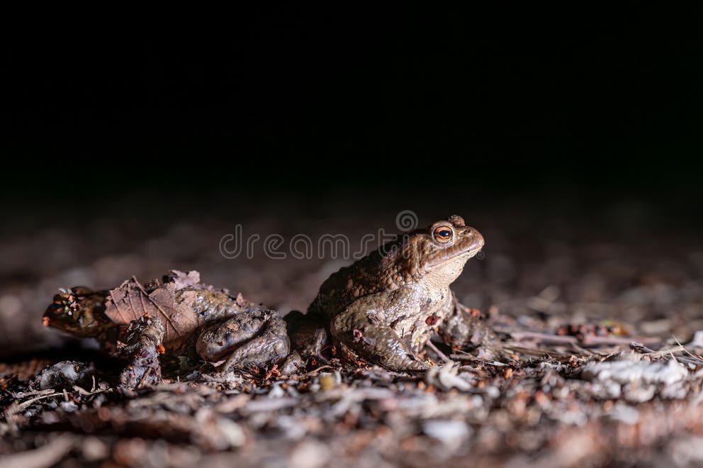Two Common Toads in the Forest Outdoors at Night. Bufo Bufo in ...