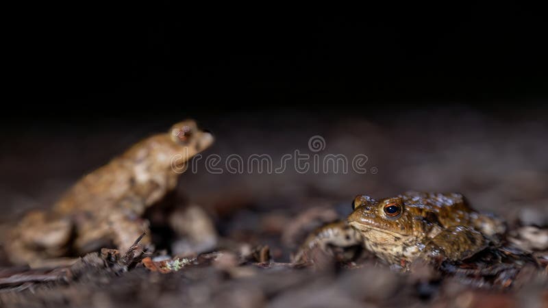 Two Common Toads in the Forest Outdoors at Night. Bufo Bufo in ...