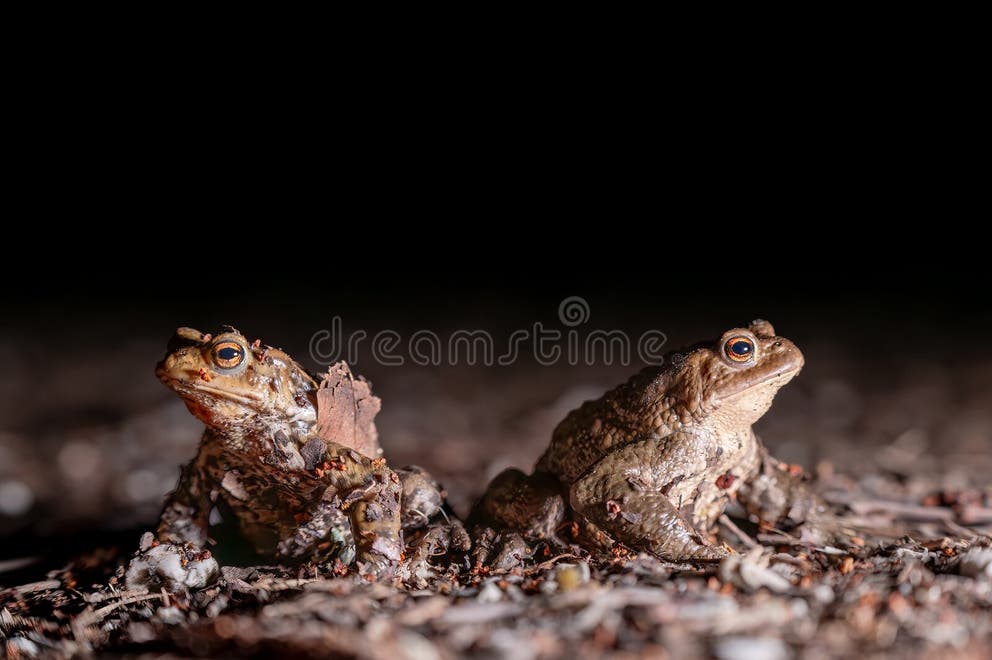 Two Common Toads in the Forest Outdoors at Night. Bufo Bufo in ...