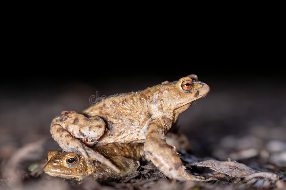 Two Common Toads in the Forest Outdoors at Night. Bufo Bufo in ...
