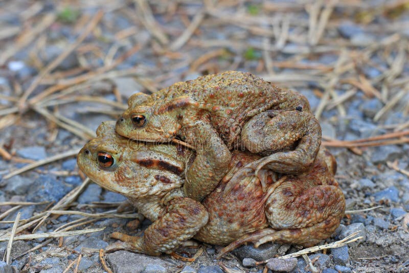 Two common toads stock image. Image of mate, animal - 243156759