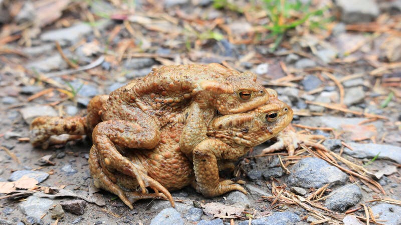 Two common toads stock photo. Image of close, nature - 201354984