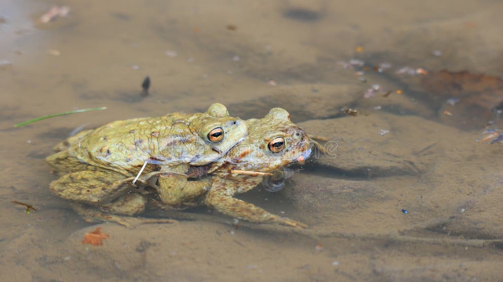 Two common toads stock image. Image of amphibian, water - 201465981