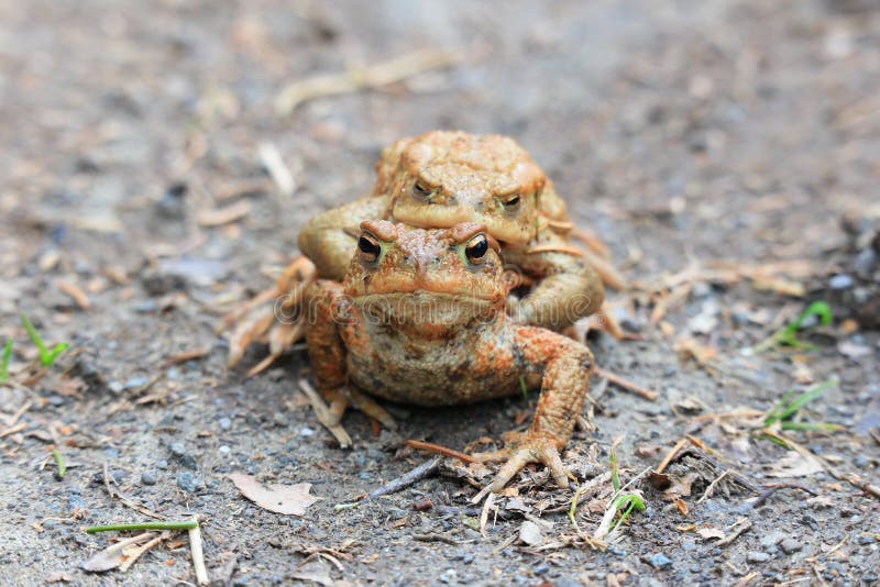 Two common toads stock photo. Image of world, creature - 201468432
