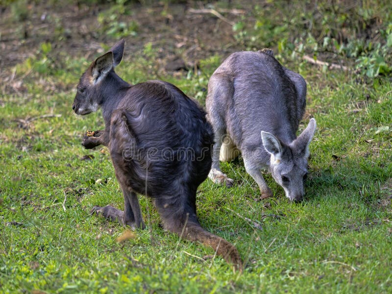 Common Wallaroos, Macropus R. Robustus, Grazing on Green Grass Stock ...