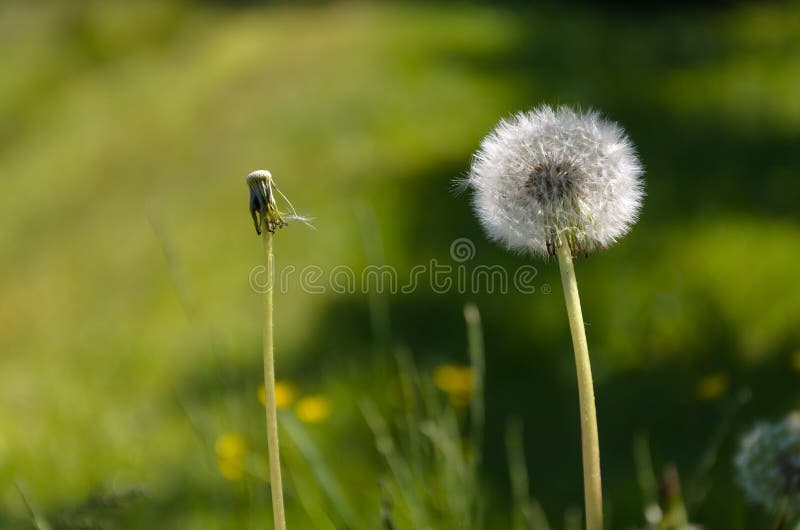 Two Completely Different Dandelion Stock Image - Image of bright ...