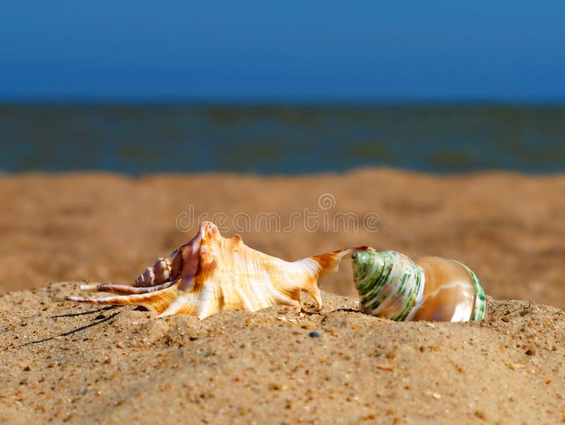 Two Conch Shells on a Beach. Stock Photo - Image of summer, sand: 25377920