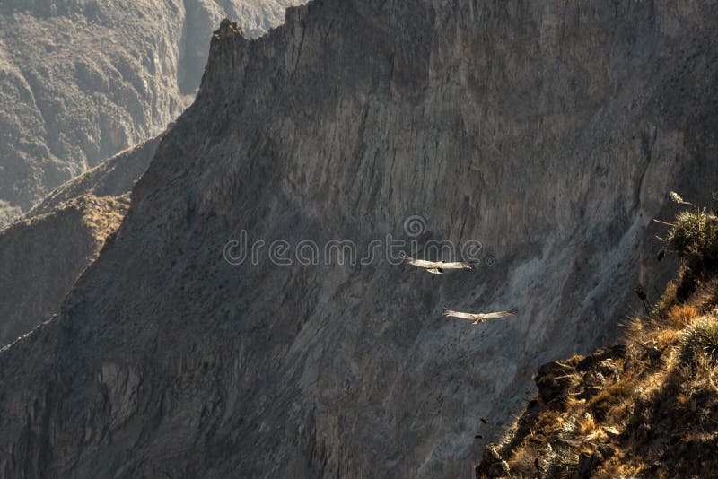 Two condors in canyon stock image. Image of animal, hunting - 145867773