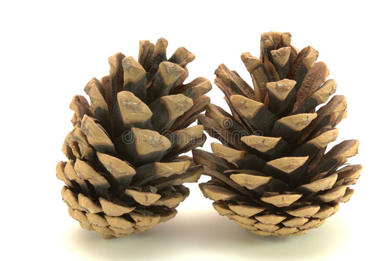 Two cone isolated stock image. Image of backgrounds, december - 10953851