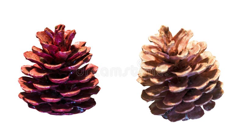 Two Cones Painted Pink Isolated Stock Photo - Image of nature, wood ...