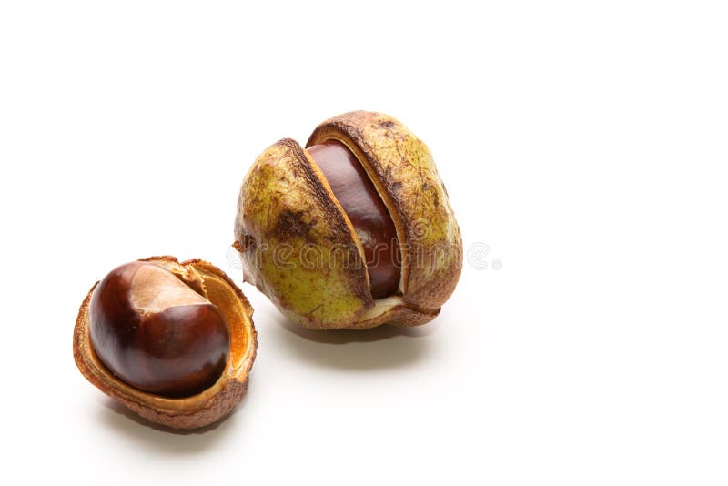 Two Conkers stock image. Image of wood, white, background - 10912219