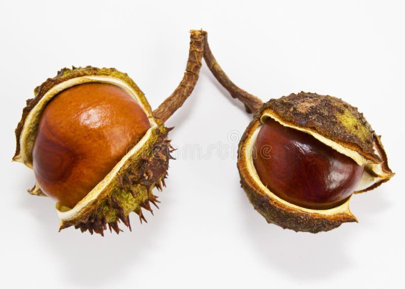 Two Conkers on a White Background. Stock Photo - Image of colour ...