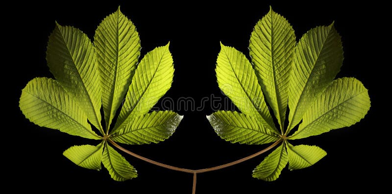 Two connected plants stock photo. Image of floral, petal - 9752318