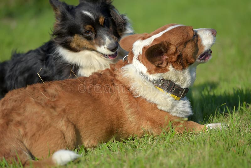 Two Corgi are Playing Together Stock Photo - Image of action, park ...
