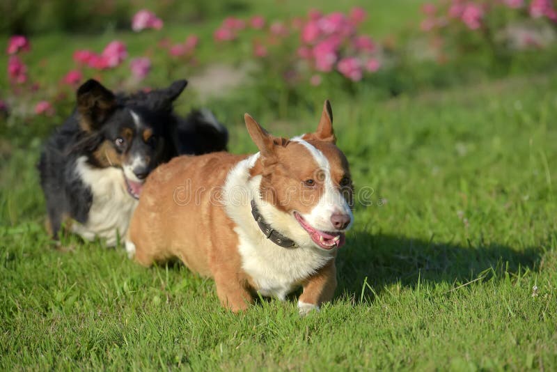 Two Corgi are Playing Together Stock Photo - Image of agility, cute ...