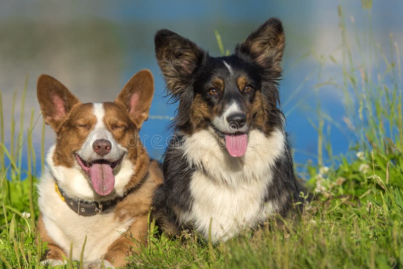 Two Corgi summer portrait stock photo. Image of green - 174757698