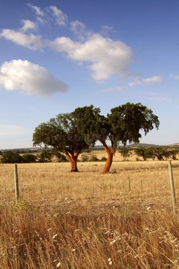 Two Cork Oaks stock photo. Image of bark, cork, landscape - 1223466