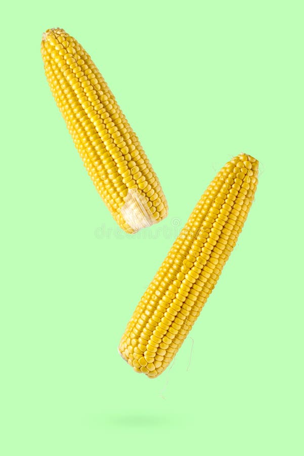 Two corn cobs stock image. Image of meal, gold, healthy - 87660873
