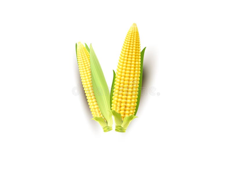 Two Corn Cobs with Leaves Design Element. Corn Cob Vector Stock Vector ...