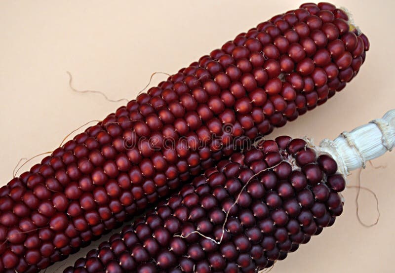 Two corn cobs stock image. Image of grain, nature, ripe - 79383225