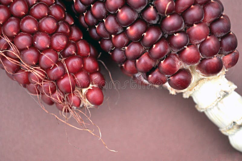 Two corn cobs stock image. Image of grain, nature, green - 79386583