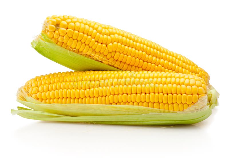 Two Corn Ears with Leaves Isolated on White Background Stock Photo ...