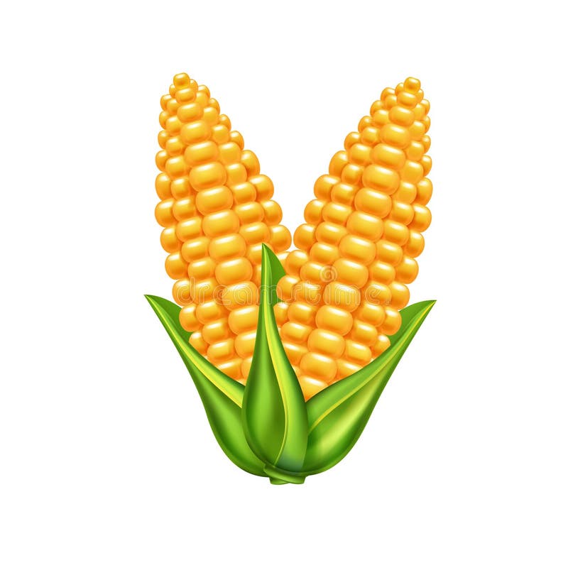Two corn on the background stock vector. Illustration of cereal - 33223811