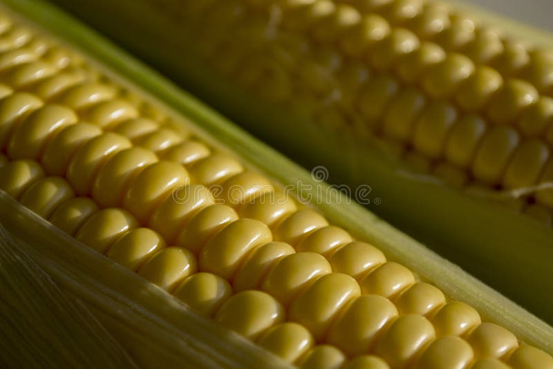 Two corn stock image. Image of yellow, focus, fruits - 46845709