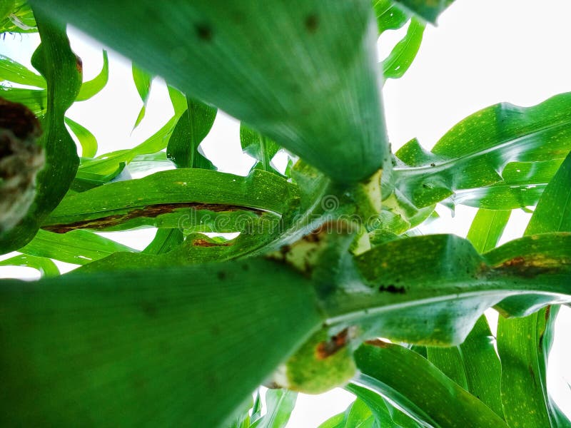 Two Corn Trees Seen from Below Stock Image - Image of trees, corn ...