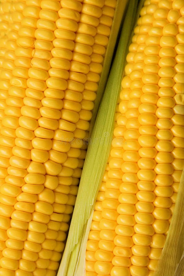 Two corns background stock image. Image of colorful, vertical - 10802953