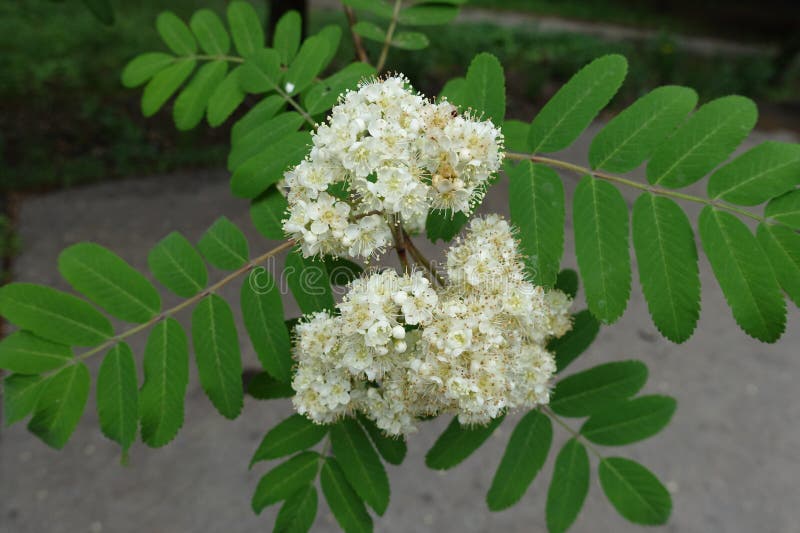 Two Corymbs of White Flowers of European Rowan in May Stock Image ...