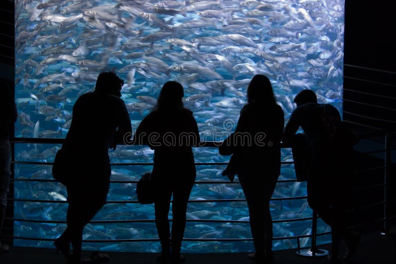 Two Couples Watching the Fish Dance Stock Image - Image of dance ...