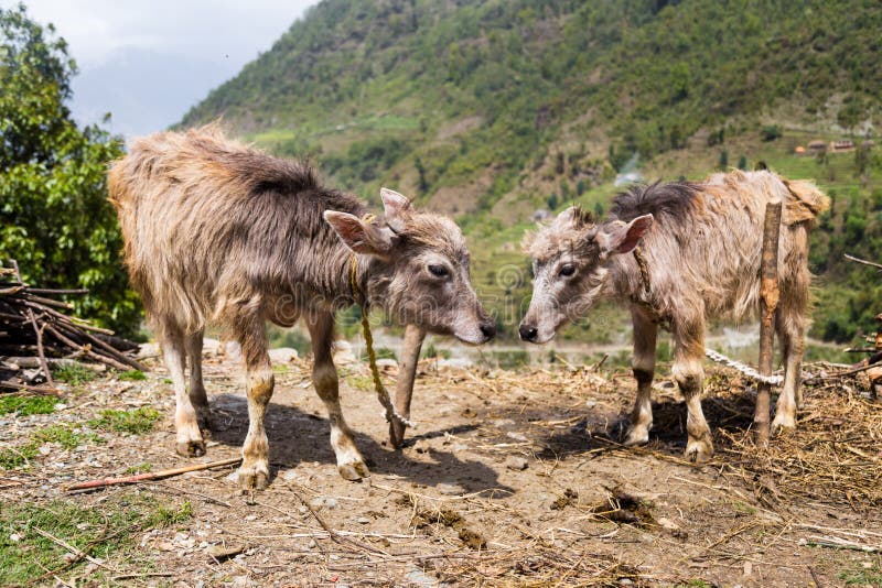 Two Cow Calf at Interior Mountain Farm Stock Photo - Image of mammal ...