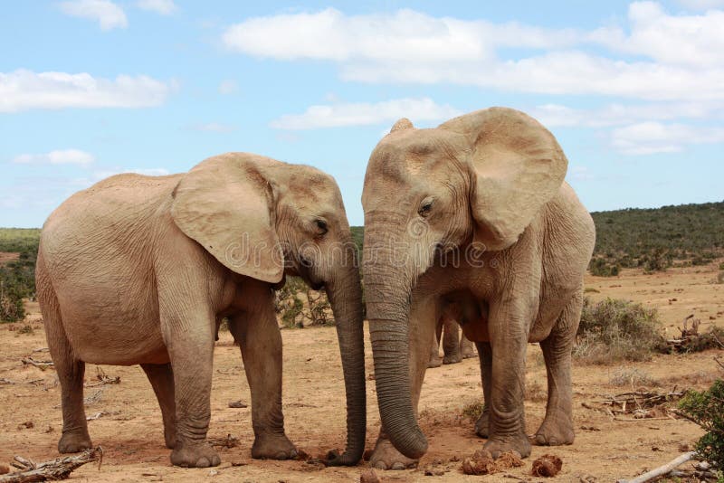 Two Cow Elephants Picture. Image: 8120837