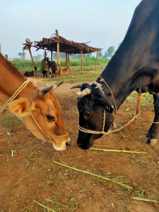 Two cow friends stock image. Image of years, good, friends - 165222501