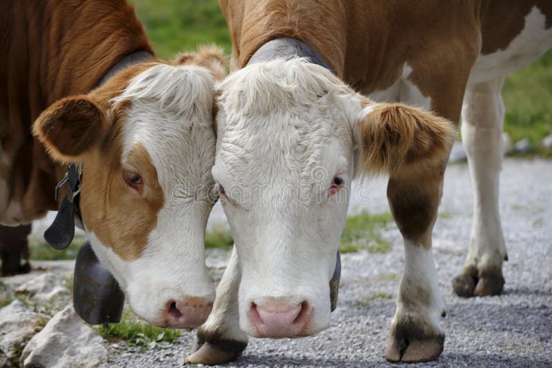 Two cow friends stock image. Image of grazing, beautiful - 43842139